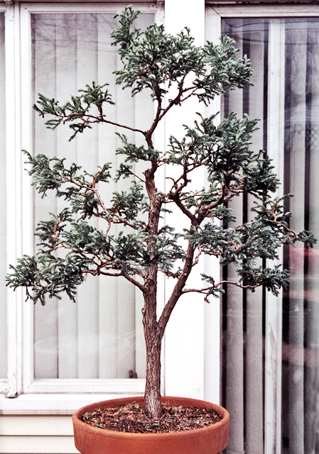 Bonsai In Progress: Blue Moss Cypress