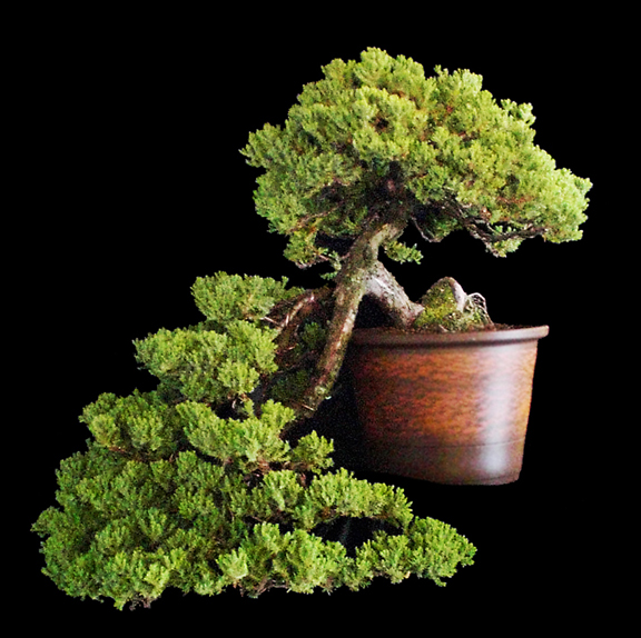 Bonsai In Progress: Cascade Juniper