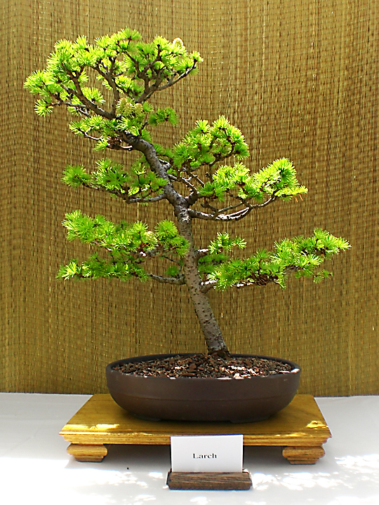 2014 Bonsai Show Trees on Display.
