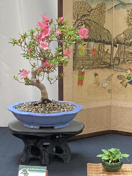 2023 Bonsai Show Trees on Display.