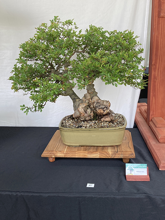 2023 Bonsai Show Trees on Display.